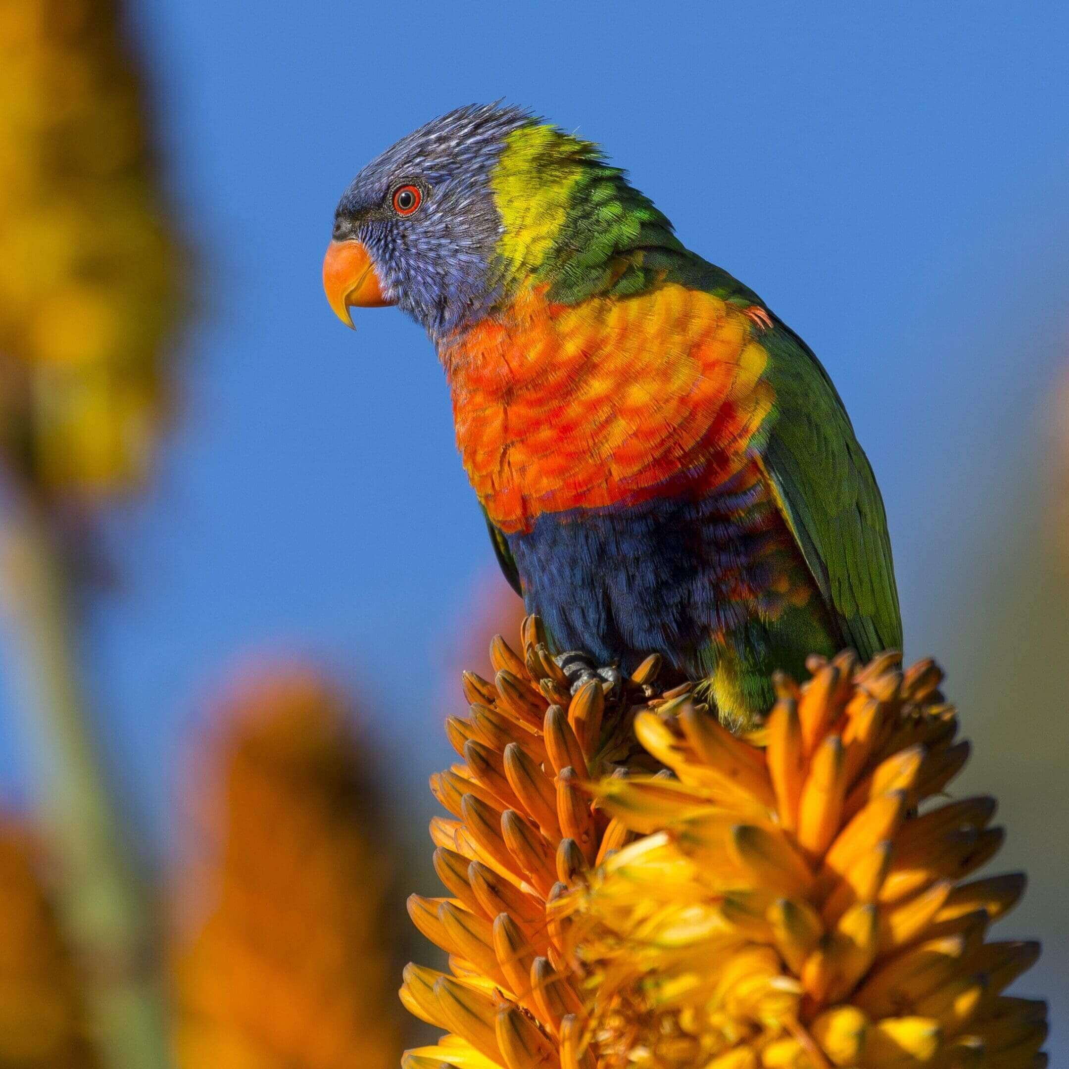 Parrot Care Expert | Meet Our Team